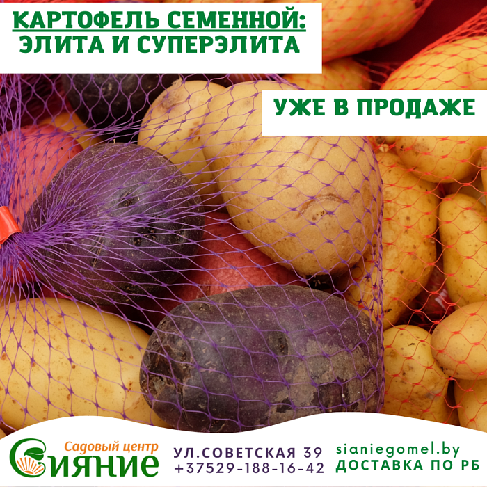 Картофель семенной купить в Гомеле, картофель элита, суперэлита ...